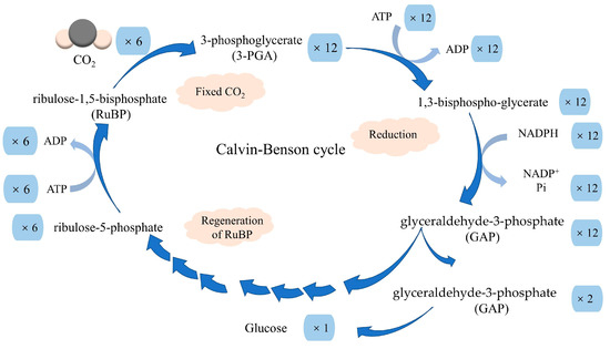 C | Free Full-Text | Optimization and Process Effect for Microalgae Carbon Dioxide Fixation ...