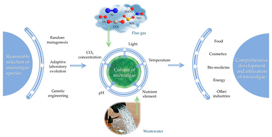 C | Free Full-Text | Optimization and Process Effect for Microalgae ...