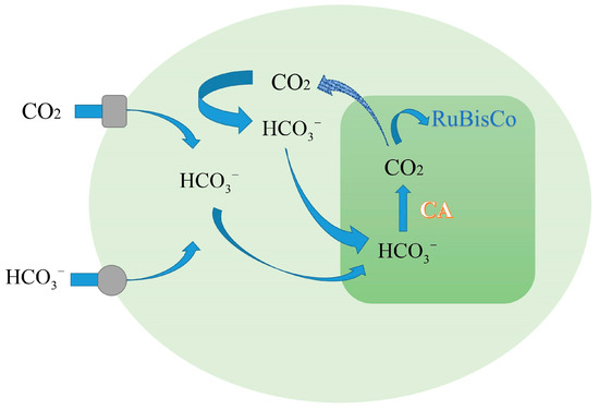C | Free Full-Text | Optimization and Process Effect for Microalgae Carbon Dioxide Fixation ...