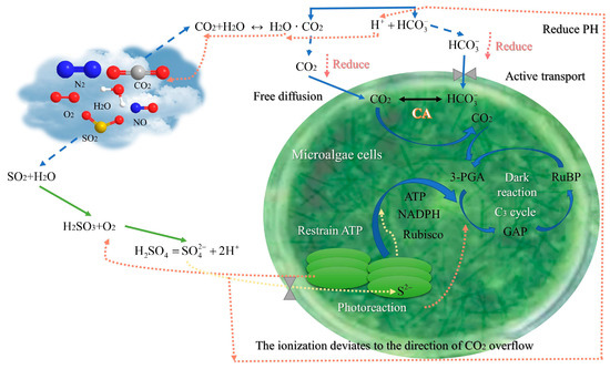 C | Free Full-Text | Optimization and Process Effect for Microalgae Carbon Dioxide Fixation ...