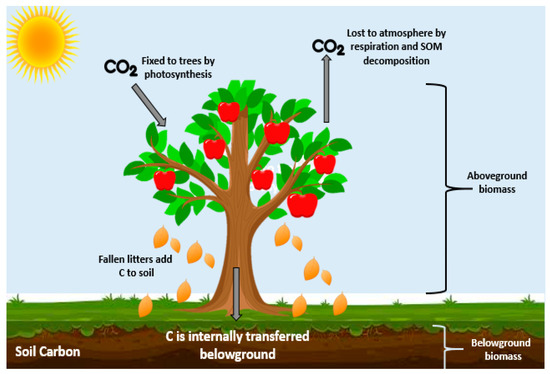 Unlocking the Carbon Sequestration Potential of Horticultural Crops