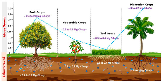 Unlocking the Carbon Sequestration Potential of Horticultural Crops