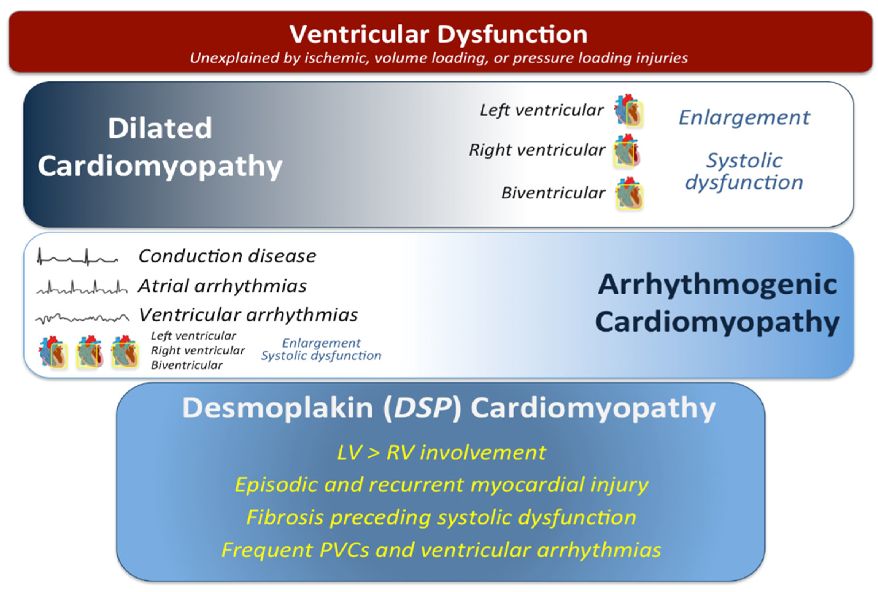 Cardiogenetics Free Full Text Cardiovascular Characteristics Of