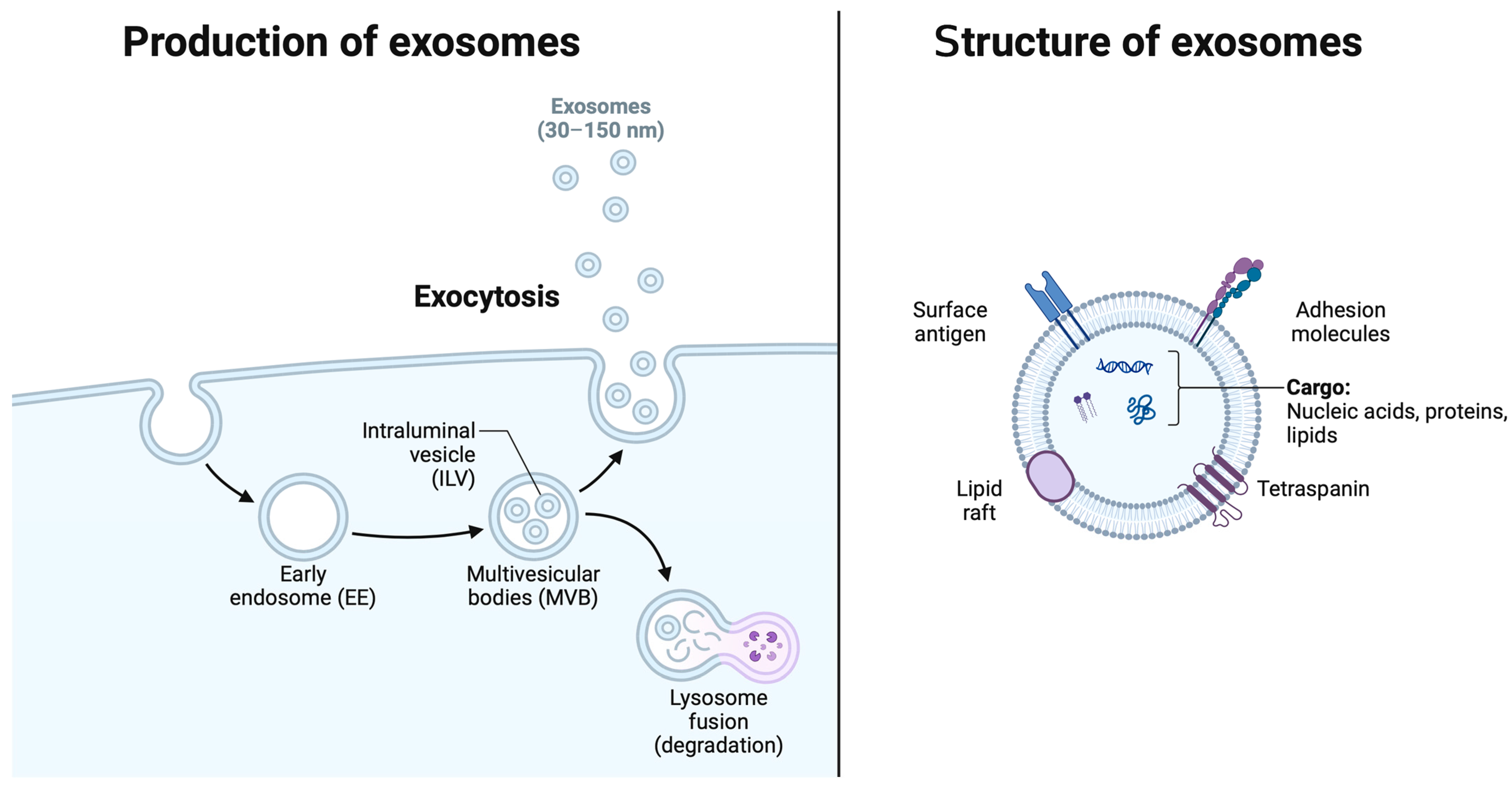 Exosome-Derived microRNAs in Hypertrophic Cardiomyopathy