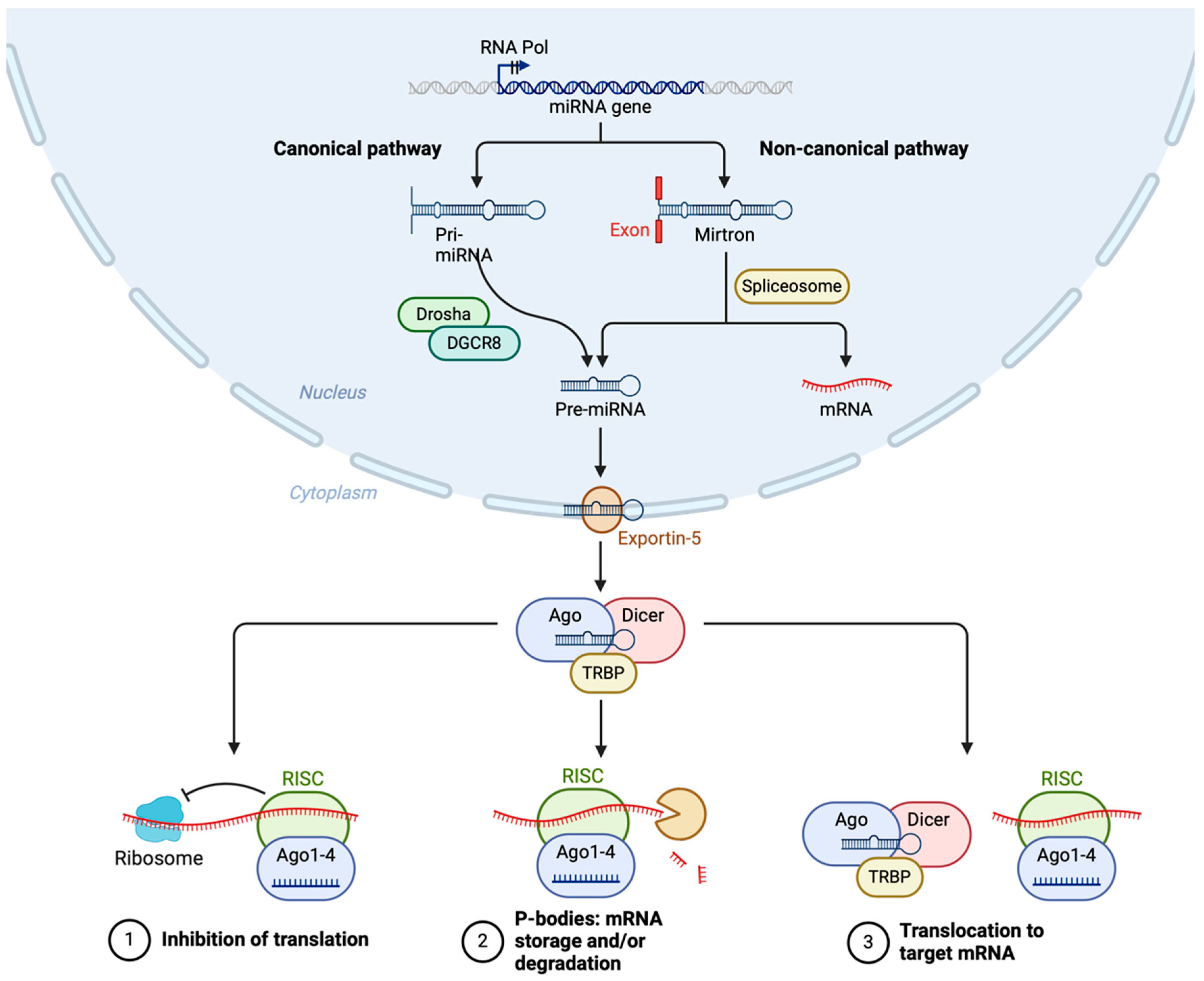 Exosome-Derived microRNAs in Hypertrophic Cardiomyopathy