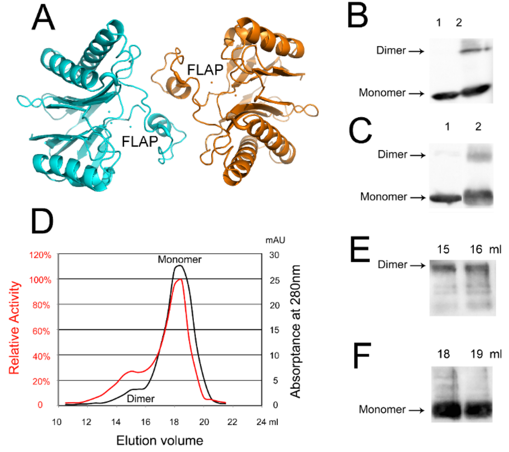 Structural and Biochemical Characterization of a Cyanobacterial PP2C ...