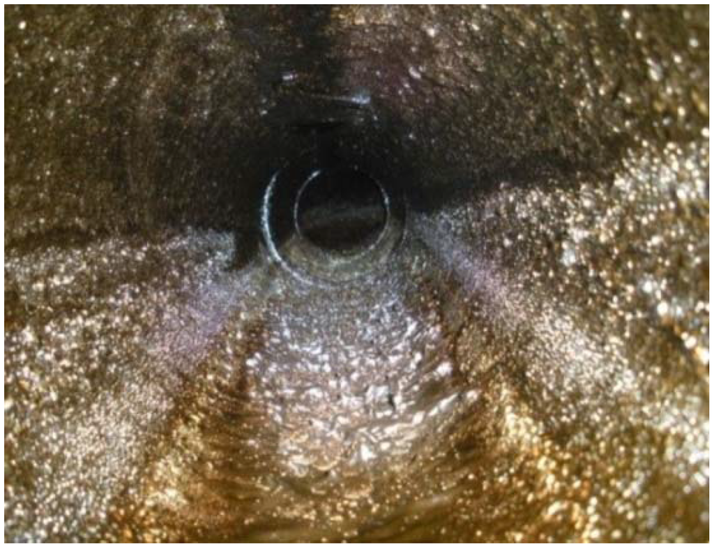 The Use of Biobased Surfactant Obtained by Enzymatic Syntheses for Wax ...