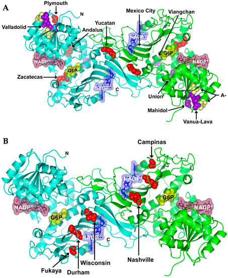 Functional and Biochemical Analysis of Glucose-6-Phosphate ...
