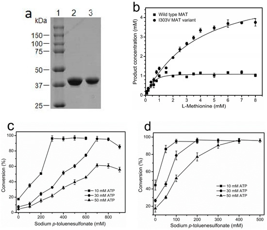 Enzymatic Synthesis of S-Adenosylmethionine Using Immobilized ...