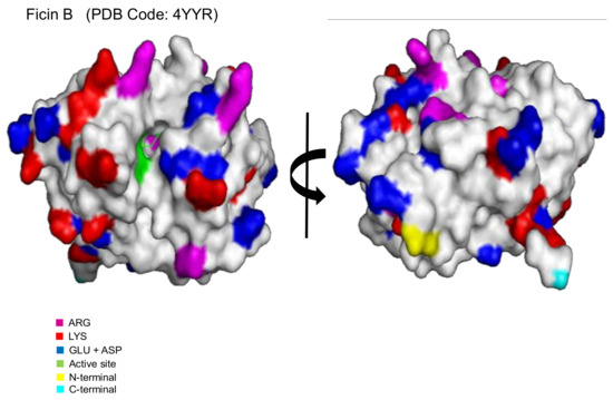 Immobilization/Stabilization of Ficin Extract on Glutaraldehyde ...
