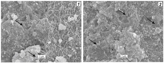 Catalysts | Free Full-Text | Heterogeneous Biocatalysts Prepared by ...