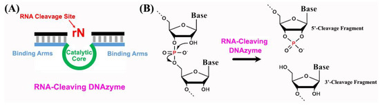RNA-Cleaving DNAzymes: Old Catalysts with New Tricks for Intracellular ...