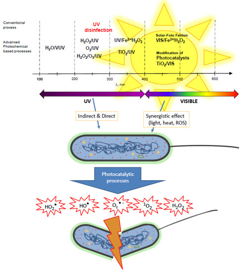 Ozone and Photocatalytic Processes for Pathogens Removal from Water: A ...