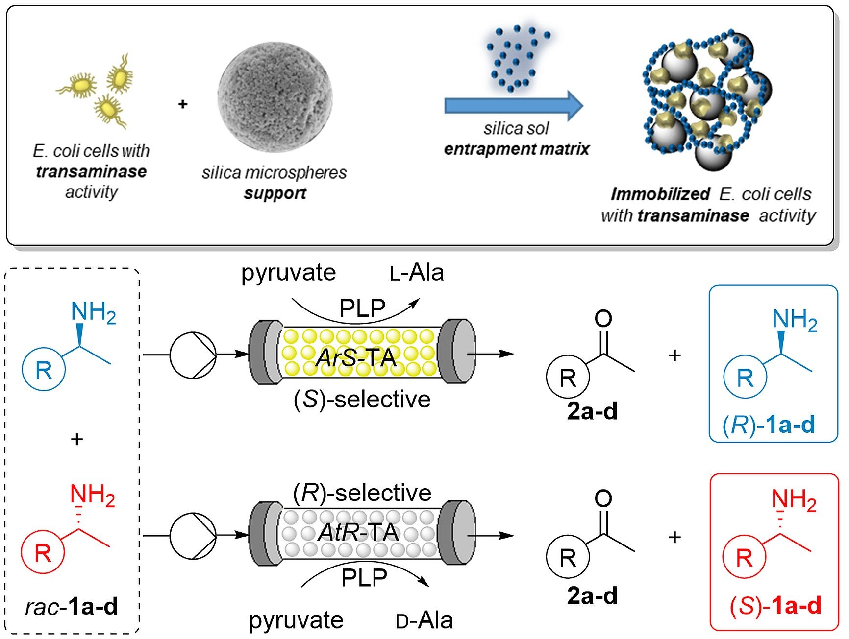 Catalysts | Free Full-Text | Immobilized Whole-Cell Transaminase Biocatalysts for Continuous ...