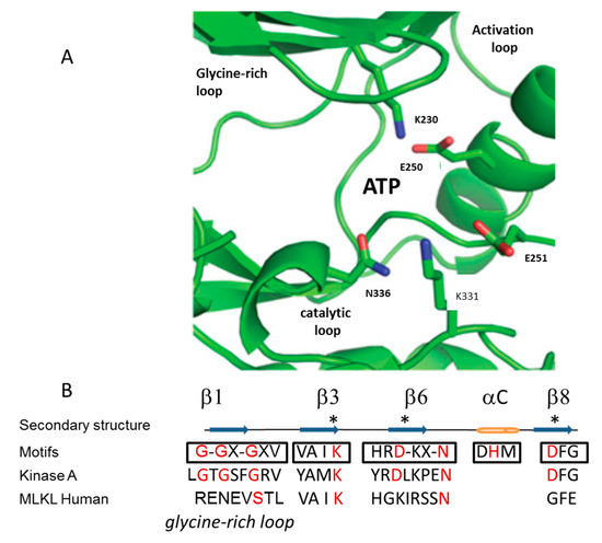 Pseudokinases: From Allosteric Regulation of Catalytic Domains and the ...