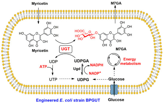 Catalysts | Special Issue : Novel Enzyme and Whole-Cell Biocatalysts