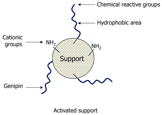 Genipin as An Emergent Tool in the Design of Biocatalysts: Mechanism of ...