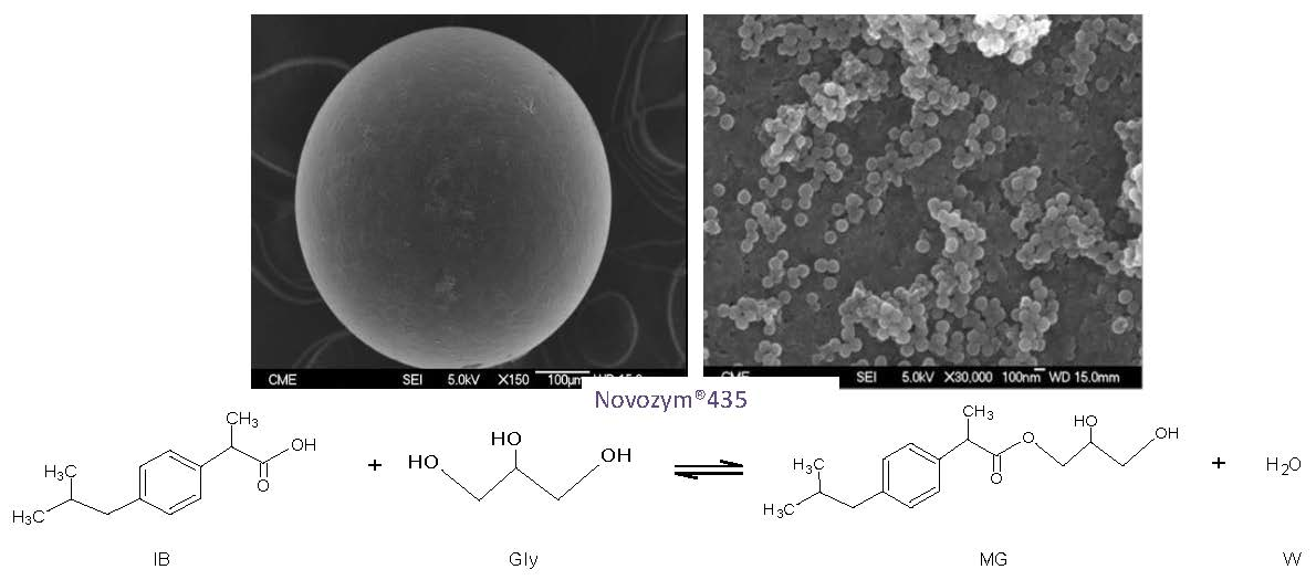 Catalysts | Free Full-Text | Synthesis of Ibuprofen Monoglyceride in ...