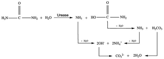 Catalysts | Free Full-Text | Development of an Innovative Urease-Aided ...