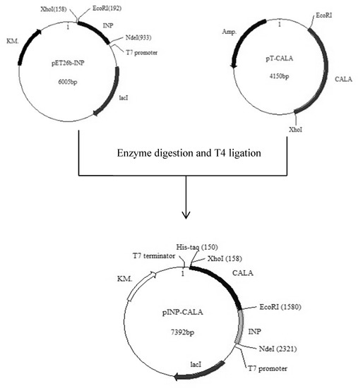 Catalysts | Special Issue : Biocatalytic Process Optimization