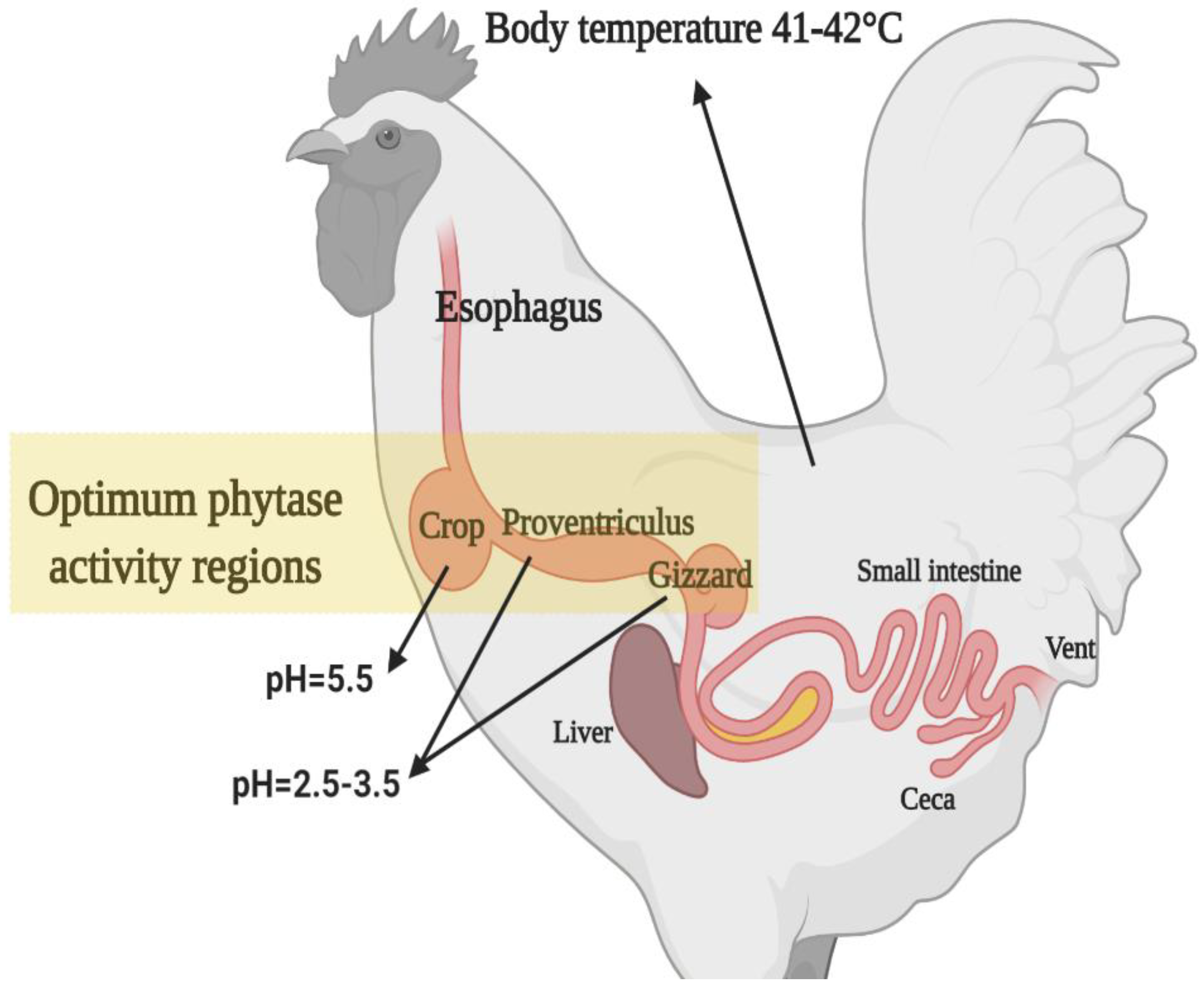 Integrative Structural and Computational Biology of Phytases for the ...