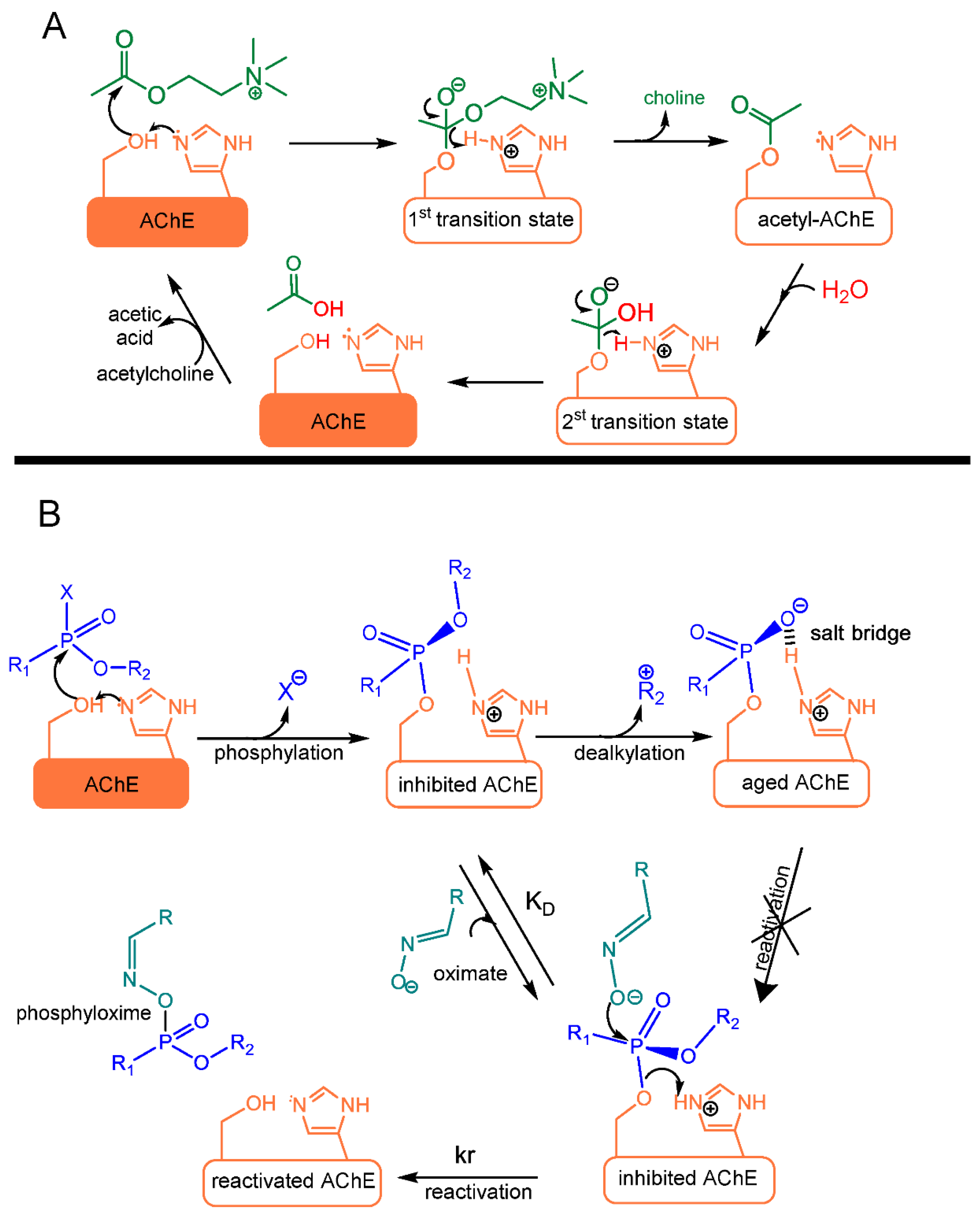 Catalytic Degradation of Nerve Agents