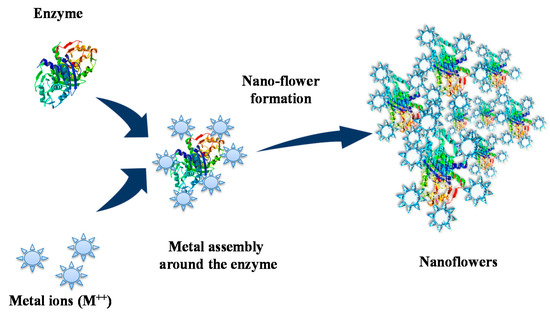 Enzyme-Coated Micro-Crystals: An Almost Forgotten but Very Simple and ...