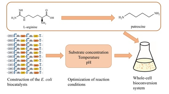 Catalysts | Free Full-Text | Biosynthesis of Putrescine from L-arginine ...