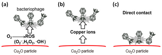 Antiviral Effect of Visible Light-Sensitive CuxO/TiO2 Photocatalyst