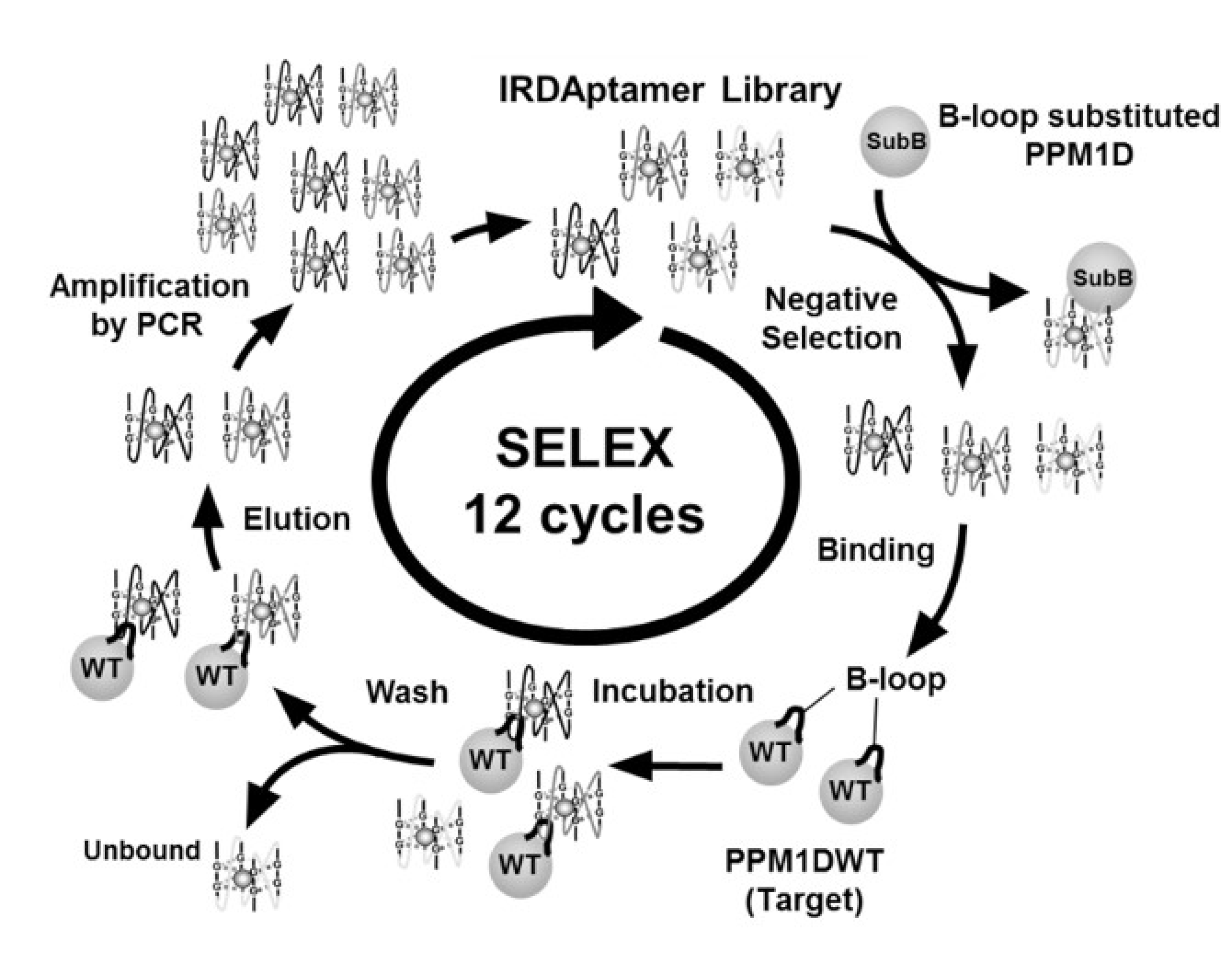 Catalysts | Free Full-Text | Development of Specific Inhibitors for ...
