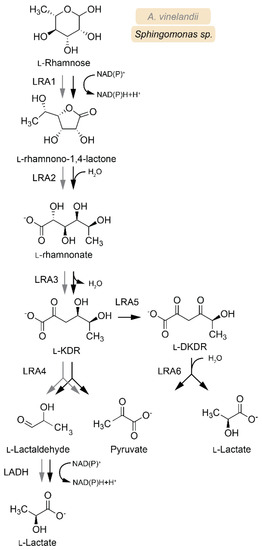 Enzymology of Alternative Carbohydrate Catabolic Pathways