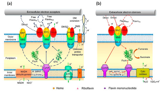 Membrane Protein Modified Electrodes in Bioelectrocatalysis