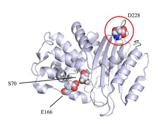 Amino Acid Replacement at Position 228 Induces Fluctuation in the Ω ...