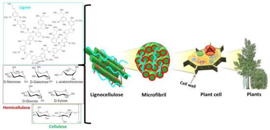 Lignocellulose Biomass as a Multifunctional Tool for Sustainable ...