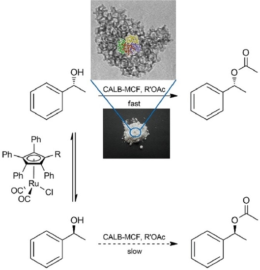 Catalysts | Free Full-Text | Lipase Immobilized on MCFs as Biocatalysts ...