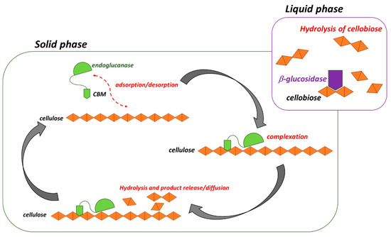 Bioreactor and Bioprocess Design Issues in Enzymatic Hydrolysis of ...