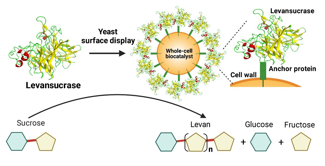 Catalysts | Free Full-Text | Development and Characterization of Two ...