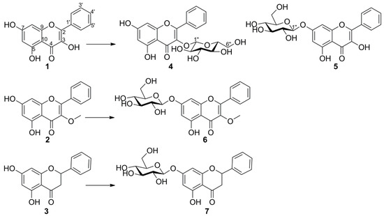 Microbial Transformation of Galangin Derivatives and Cytotoxicity ...