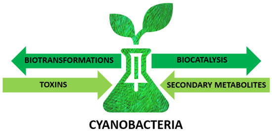 Cyanobacteria as Valuable Tool in Biotechnology