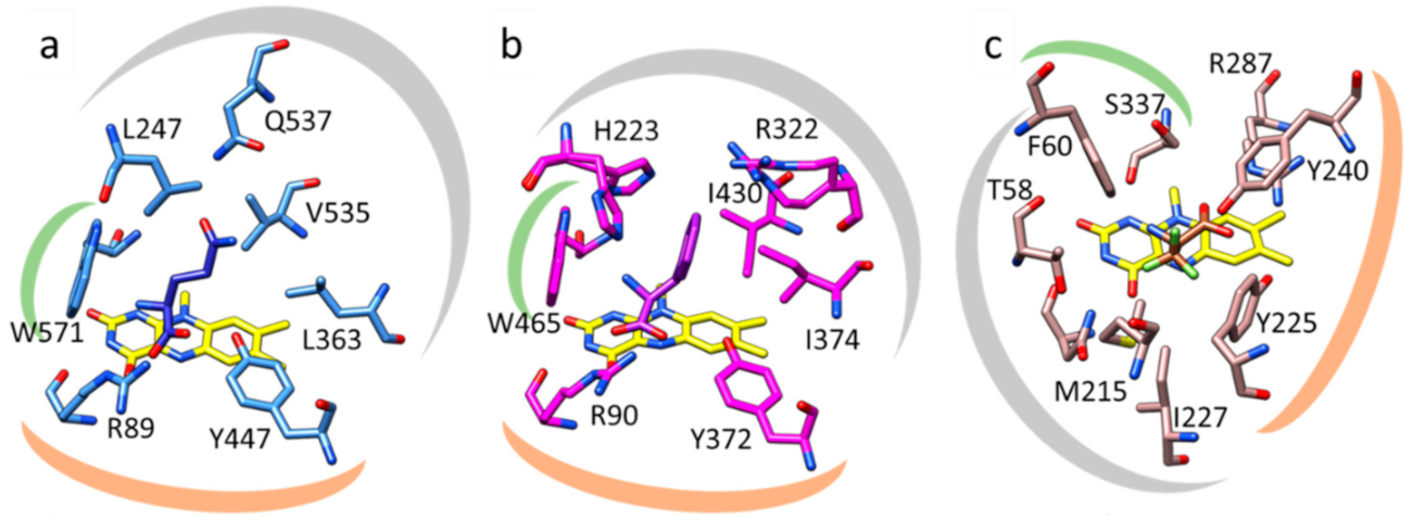 Kinetic and Structural Properties of a Robust Bacterial L-Amino Acid ...