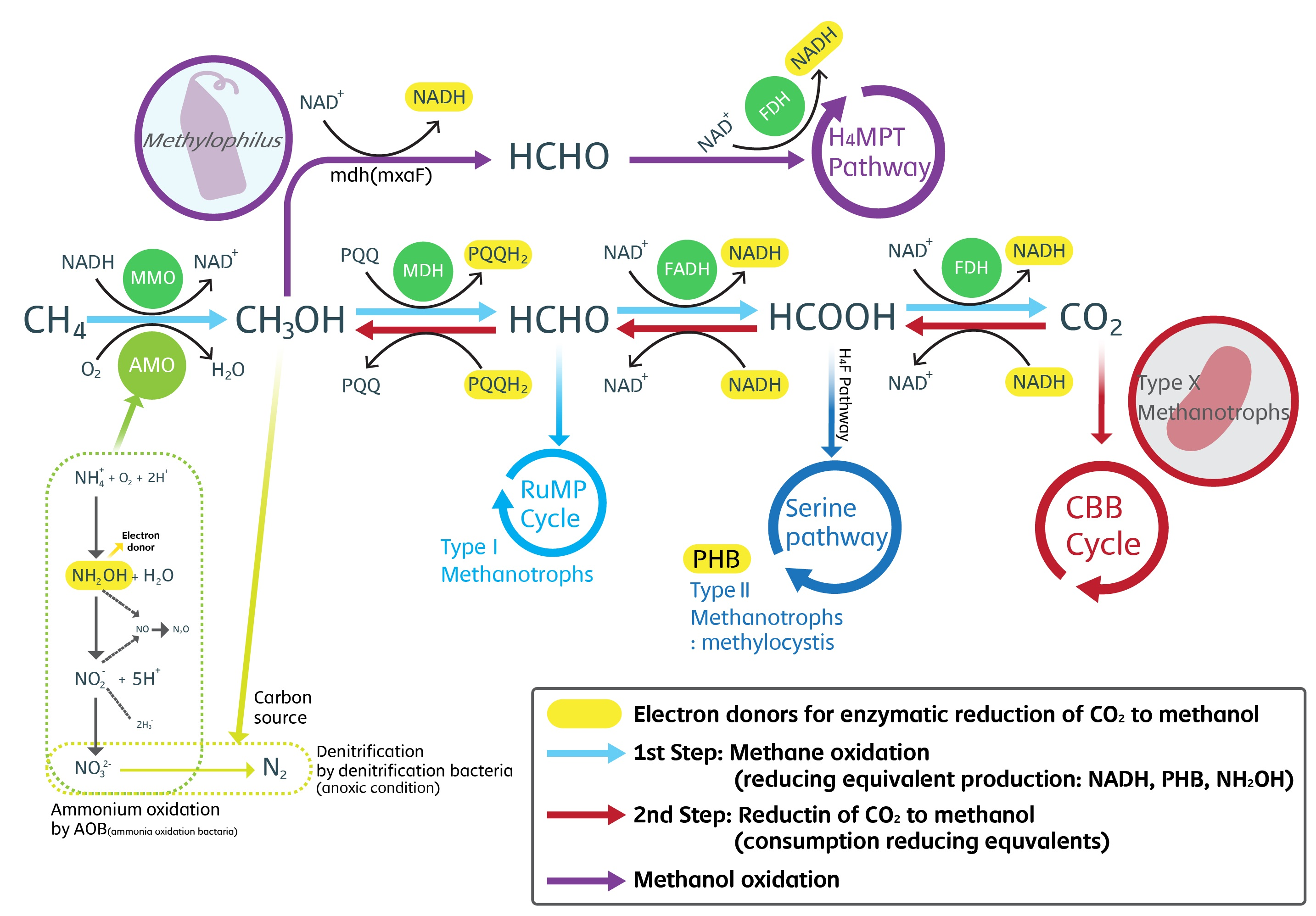 Catalysts | Free Full-Text | An Experimental Study on the Biological ...