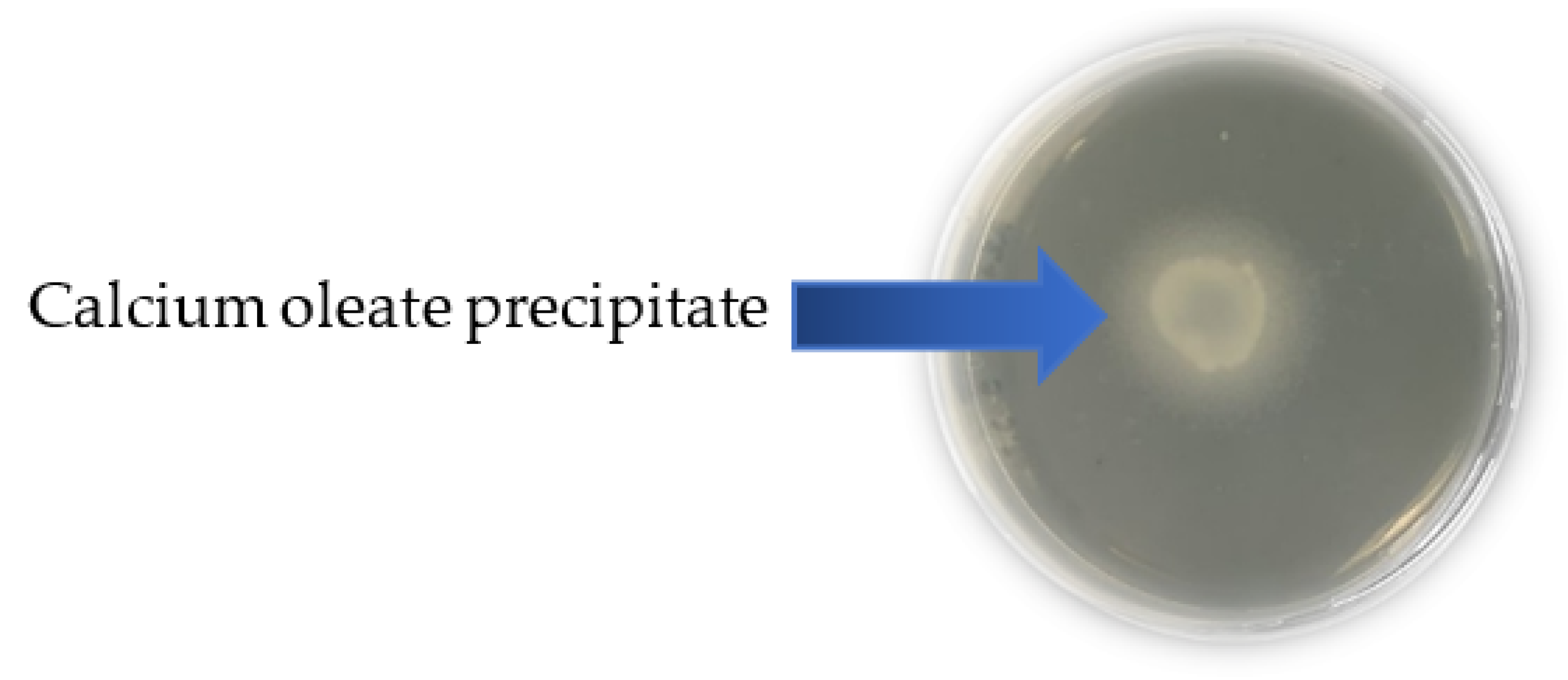 Cold-Active Lipase-Based Biocatalysts for Silymarin Valorization ...