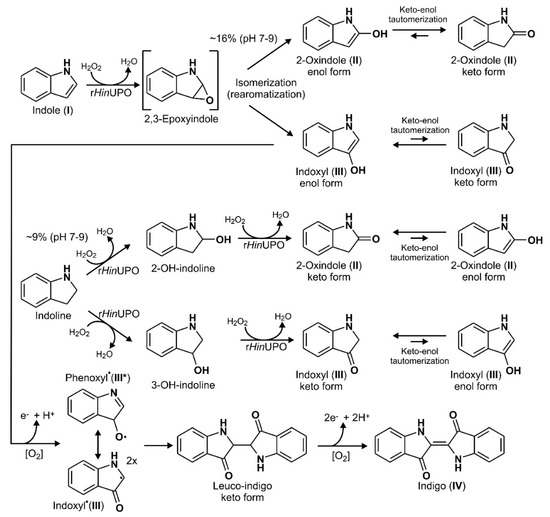 Synthesis of Indigo-Dyes from Indole Derivatives by Unspecific ...