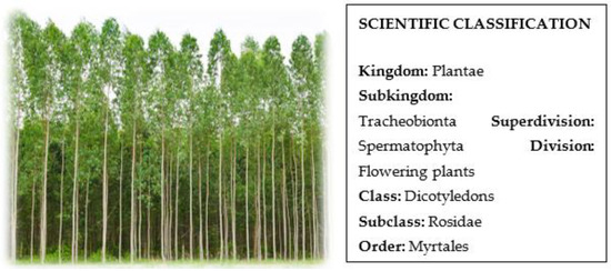 Catalysts | Free Full-Text | Eucalyptol, an All-Purpose Product