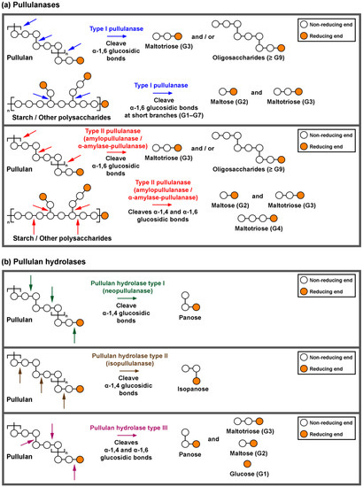 A Bibliometric Analysis and Review of Pullulan-Degrading Enzymes—Past ...