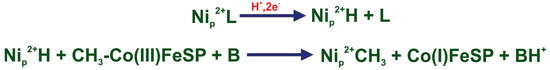 Theoretical Studies of Acetyl-CoA Synthase Catalytic Mechanism