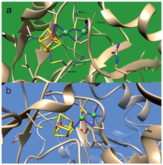 Theoretical Studies of Acetyl-CoA Synthase Catalytic Mechanism