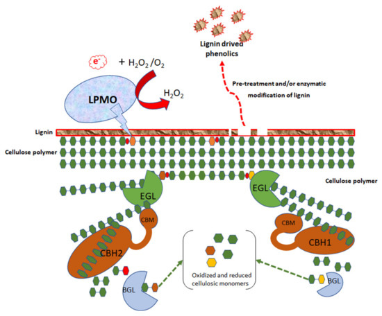 Advances and Challenges in Biocatalysts Application for High Solid ...