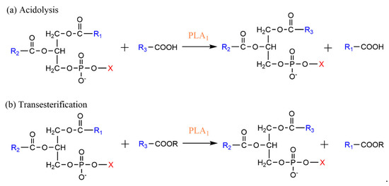 Progress & Prospect of Enzyme-Mediated Structured Phospholipids Preparation