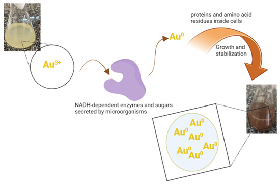 Enzymatic Formation of Recombinant Antibody-Conjugated Gold ...